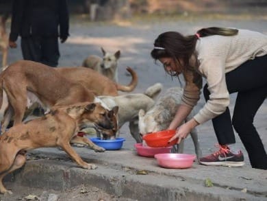 Help provide food for Street Animals | Milaap