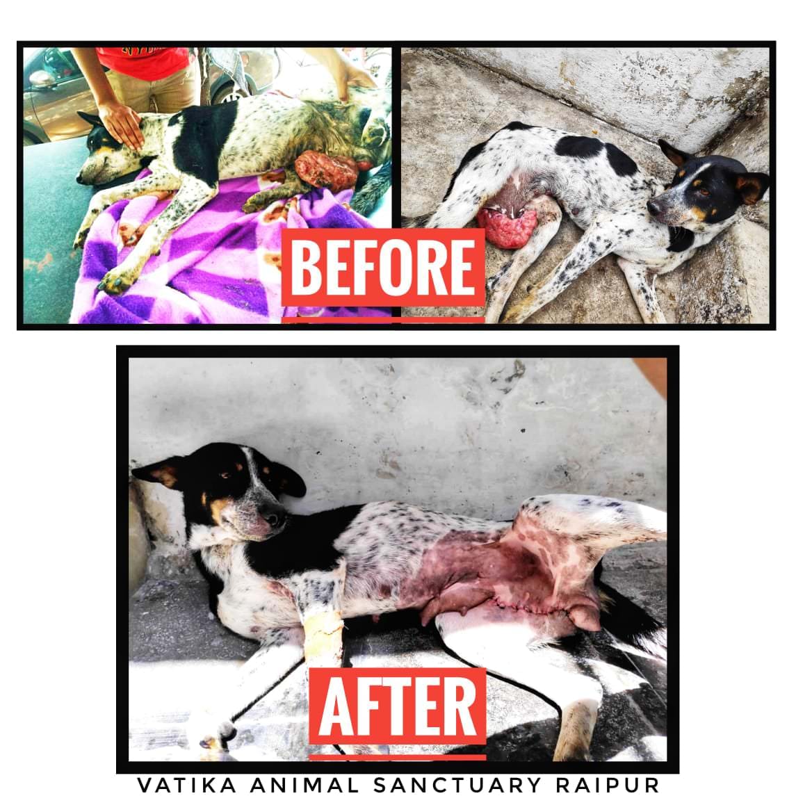 VATIKA ANIMAL SANCTAURY