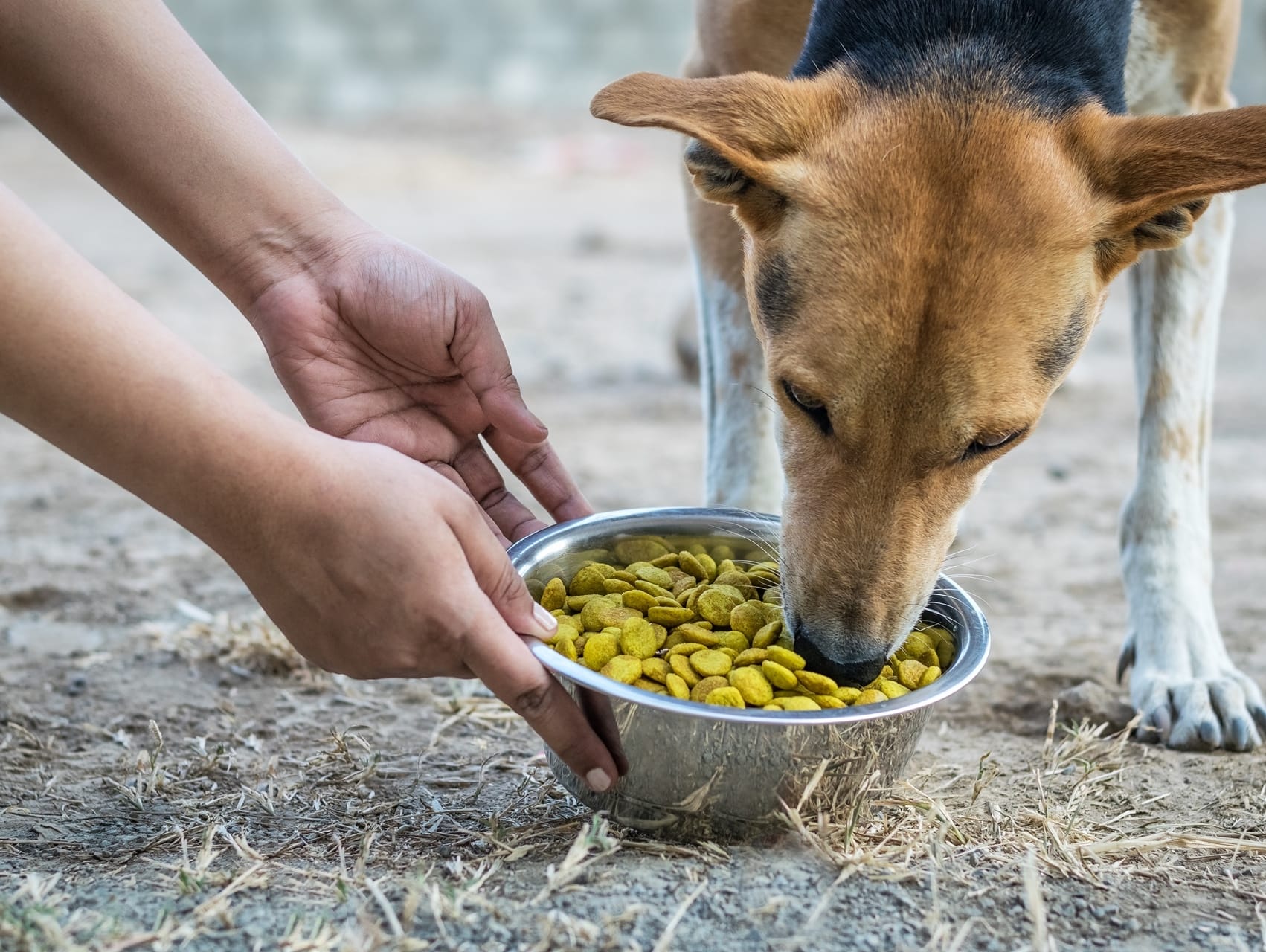 Need Fund for Feeding poor Street Dogs in India | Milaap